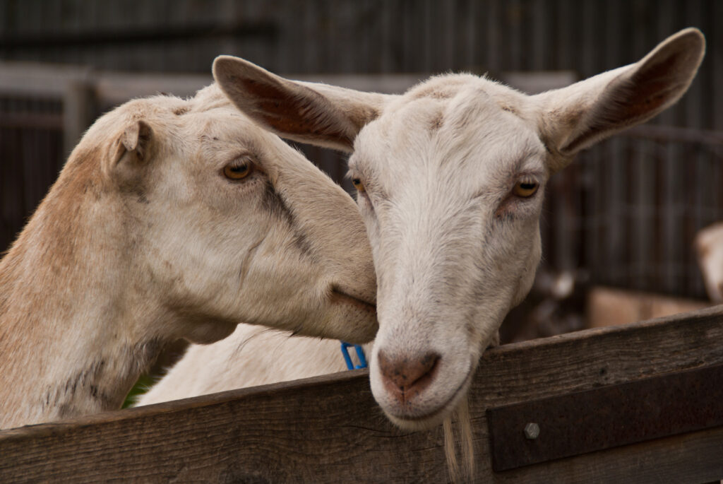 Goat Body Language FAQ - Goat Journal